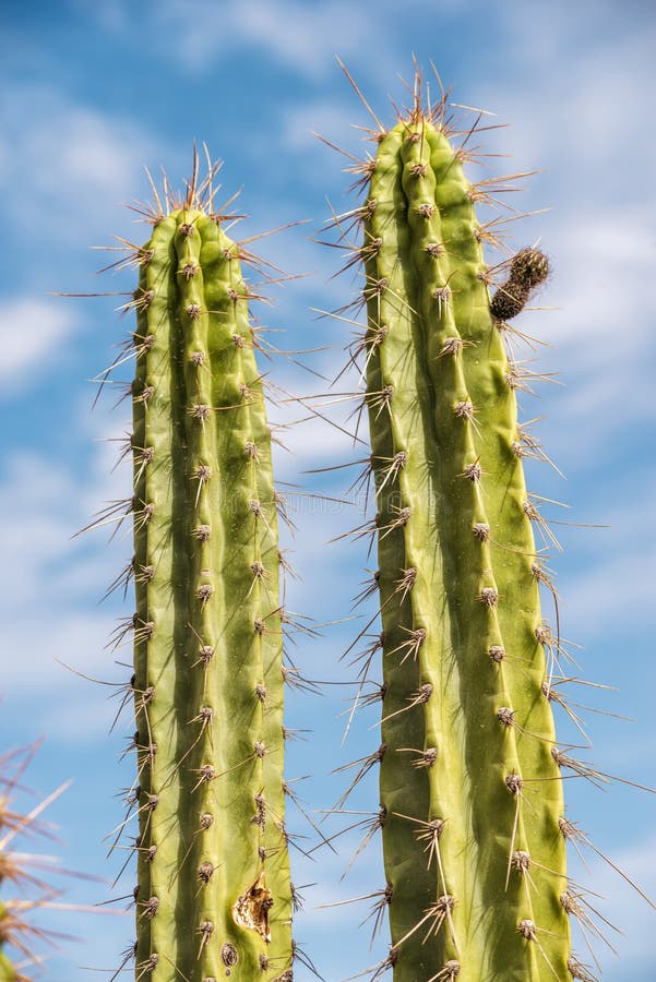 Giant cactus stalks stock photo. Image of bright, cloud - 142956486