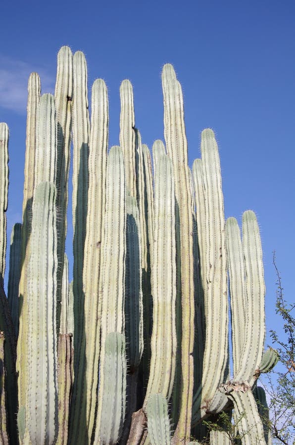 Giant cactus stock image. Image of tourism, succulent - 40541365