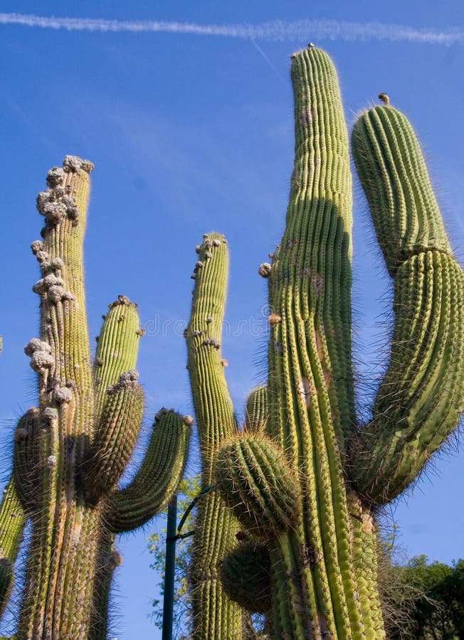 Giant cactuses stock photo. Image of tall, warm, giant - 10948662