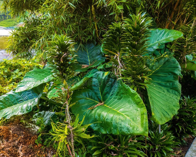 Giant Caladium Plants Growing between the Other Plants in the Garden ...