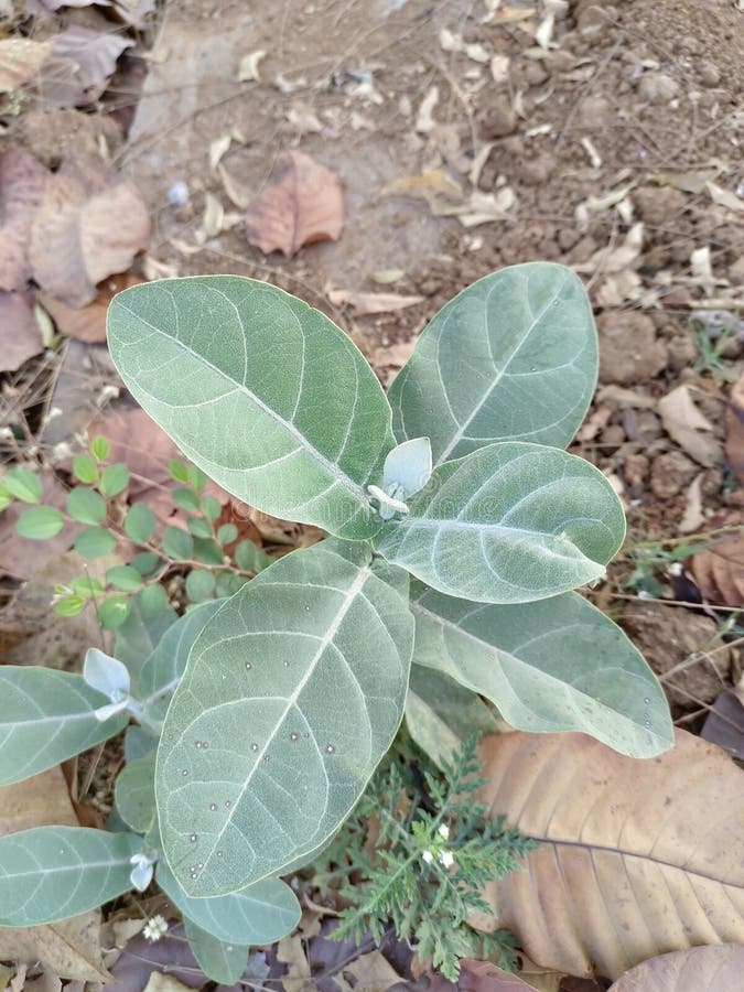 Giant Calotrope the Crown Flower in the Garden Stock Photo - Image of ...