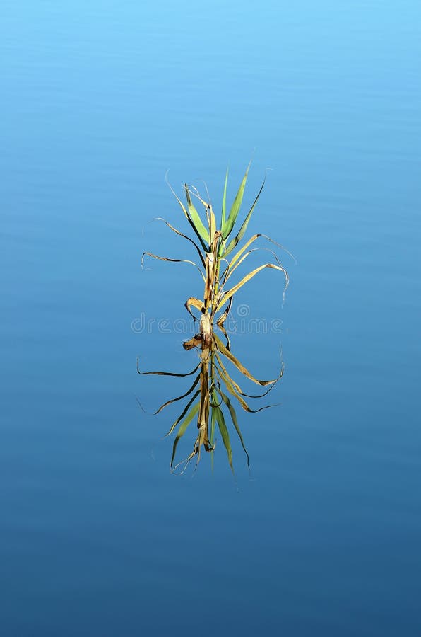 Giant Cane Reflected in the Blue Water of a Lake Stock Image - Image of ...