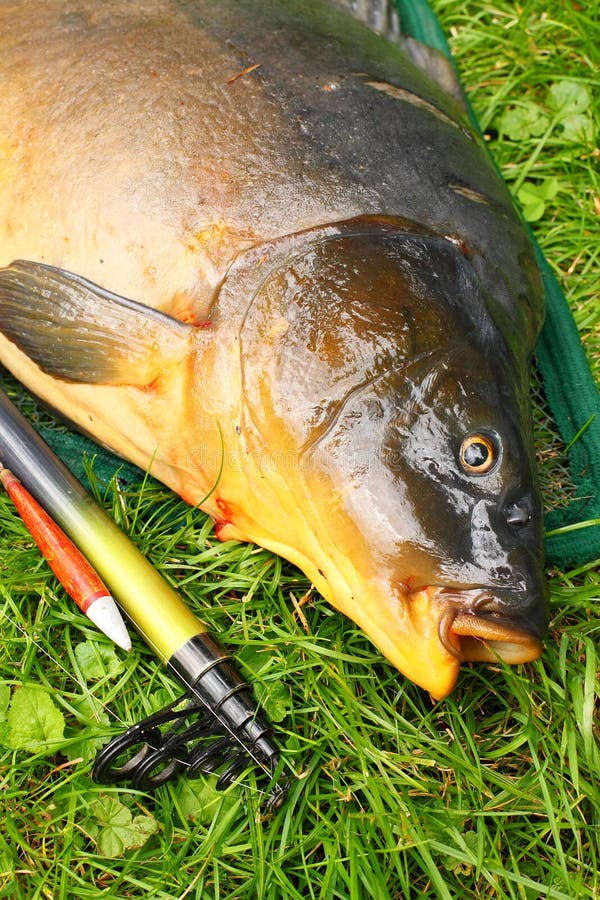 Big Carp (Cyprinus Carpio) stock image. Image of hobby - 14290799