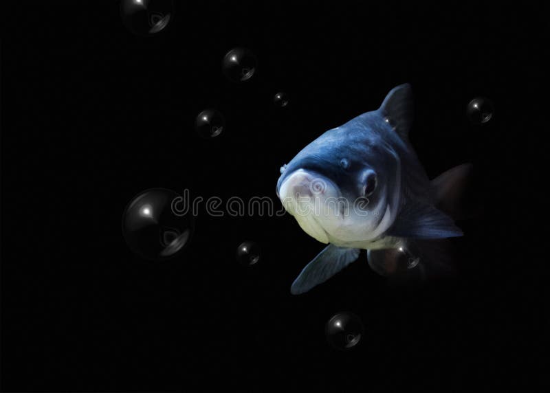 Giant carp stock photo. Image of eating, water, aquatic - 26555256