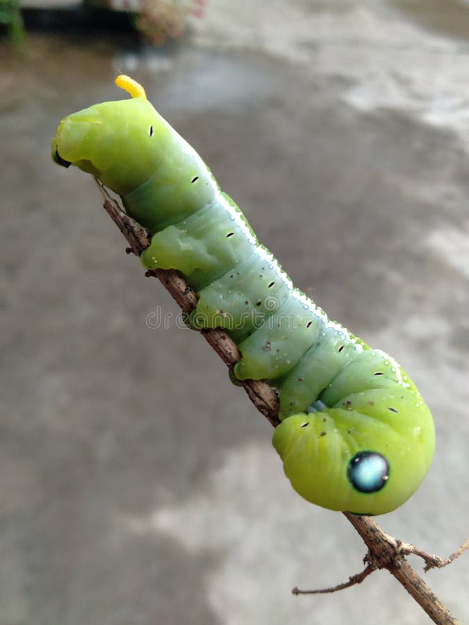 Giant caterpillar stock image. Image of caterpillar, black - 3216225