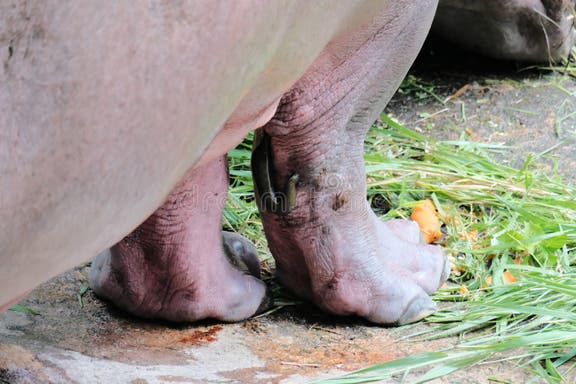 Giant Cattle leech stock photo. Image of green, drinking - 252297248