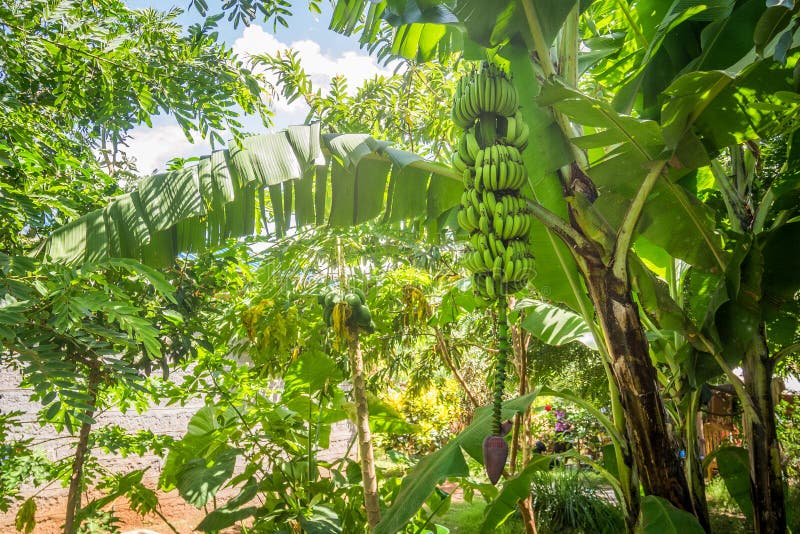 Giant Cavendish Banana Bunch on the Plantation Stock Image - Image of ...