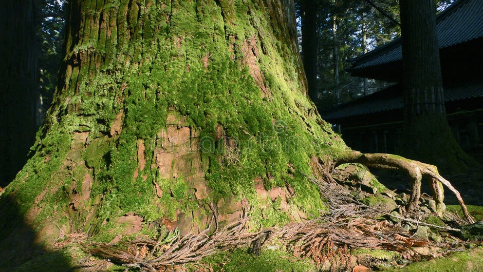 Giant cedar stock image. Image of mossy, bottom, powerful - 33204829