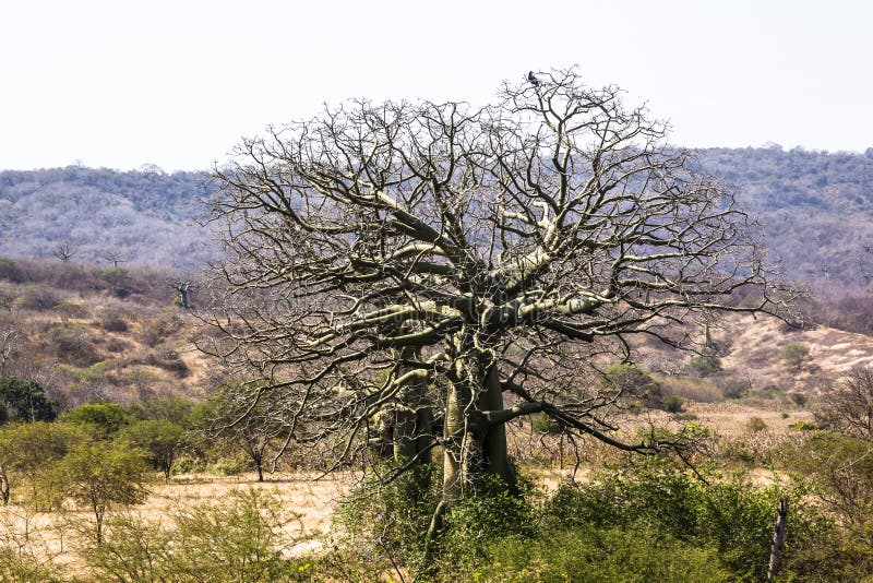 Giant ceiba trees stock image. Image of environment, manabi - 69955305