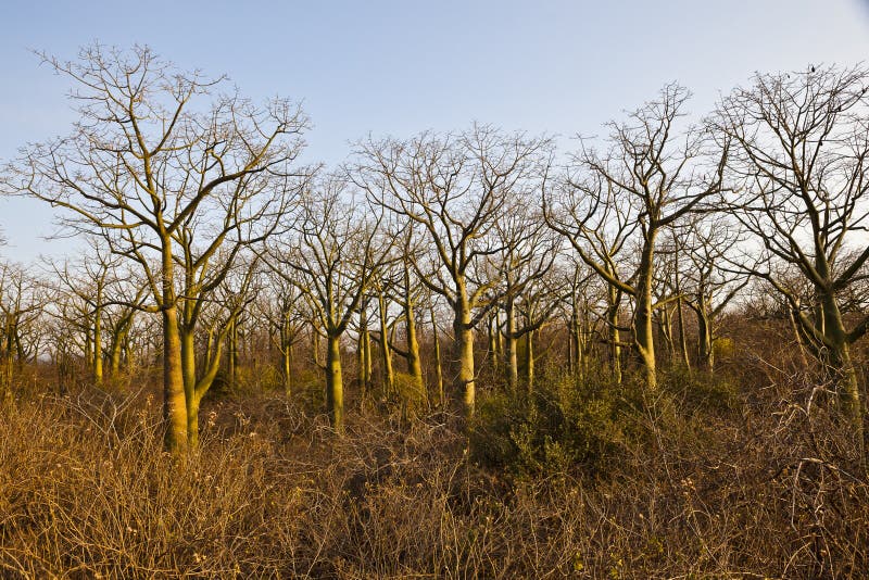 Giant ceiba trees stock image. Image of ecuador, branches - 69955903
