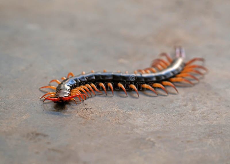 The Giant Centipede Top View Isolated on White Background Stock Photo ...