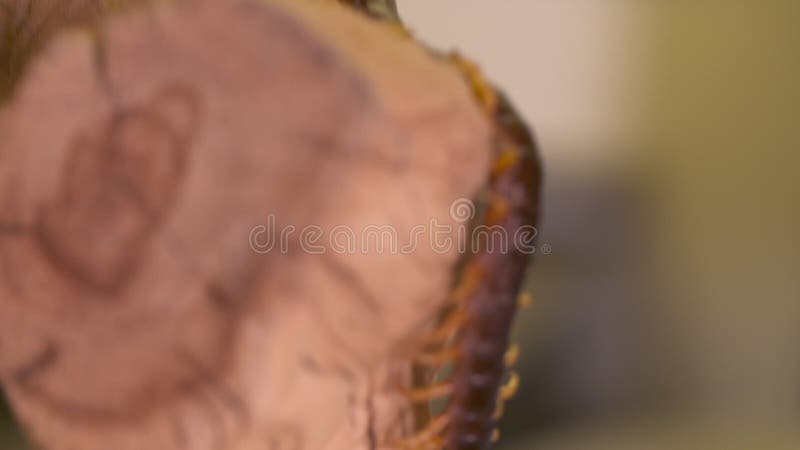 Giant Centipede Crawling Down Tree Stock Footage - Video of tree, fast ...