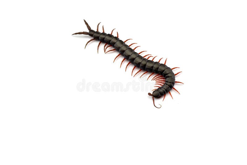 Centipede Isolated On White Background Stock Photo - Image of ...