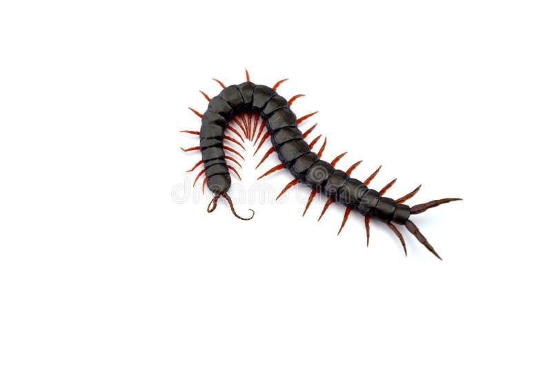 The Giant Centipede Top View Isolated on White Background Stock Photo ...