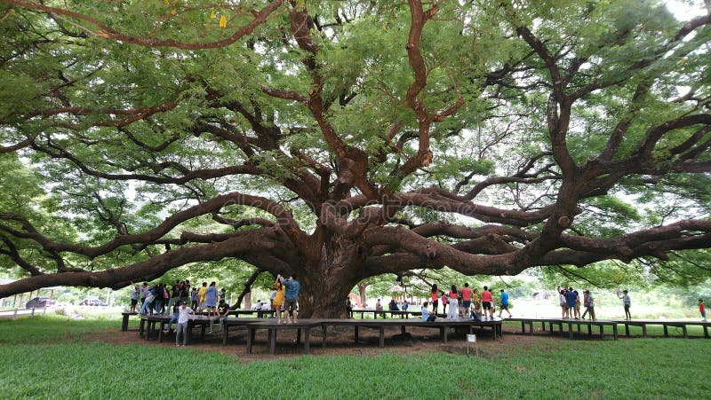 Giant Chamchuri Tree editorial image. Image of woodland - 181386590