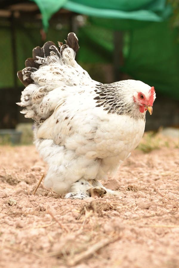 Giant Chicken Brahma Standing on Ground in Farm Area Stock Image ...