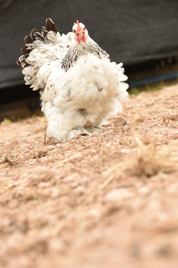 Giant Chicken Brahma Standing on Ground in Farm Area Stock Image ...
