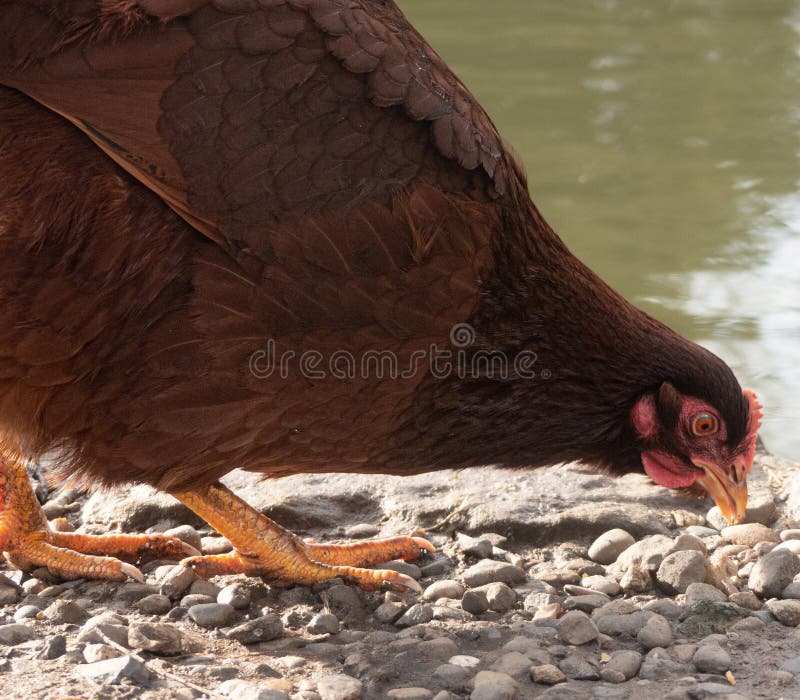 Giant chicken feeding stock image. Image of crest, feeding - 280802667