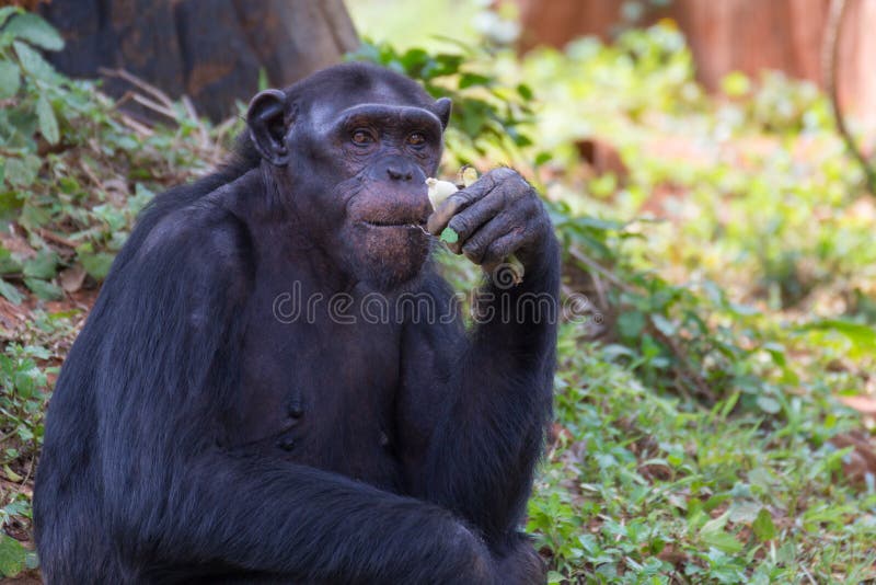 Giant Chimpanzee Monkey Eating Banana. Stock Image - Image of national ...