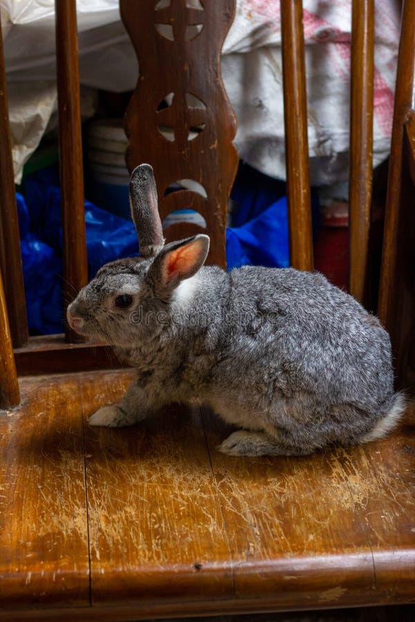 The Giant Chinchilla Rabbit Posing from Different Angles Stock Image ...
