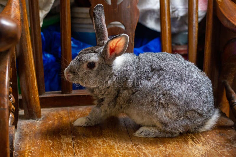 The Giant Chinchilla Rabbit Posing from Different Angles Stock Photo ...
