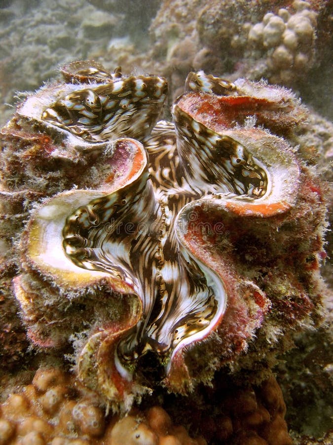 Giant Clam, Tridacna Gigas, Stock Image - Image of wide, organism: 13086537