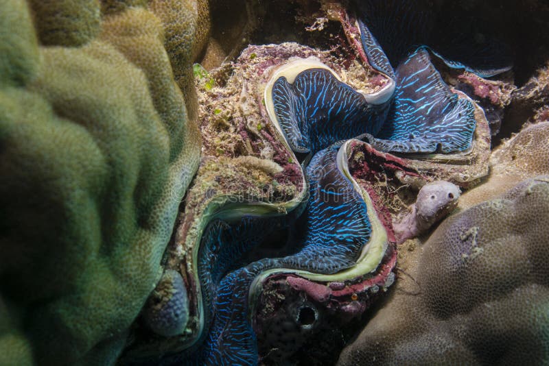 Giant stock photo. Image of reef, barrier, ocean, coral - 94562048