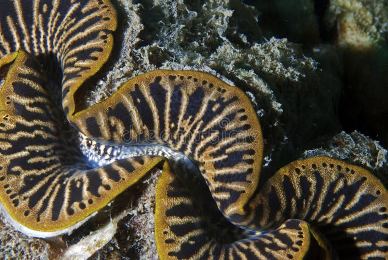 Giant shell stock photo. Image of polips, striped, reproduction - 27027776