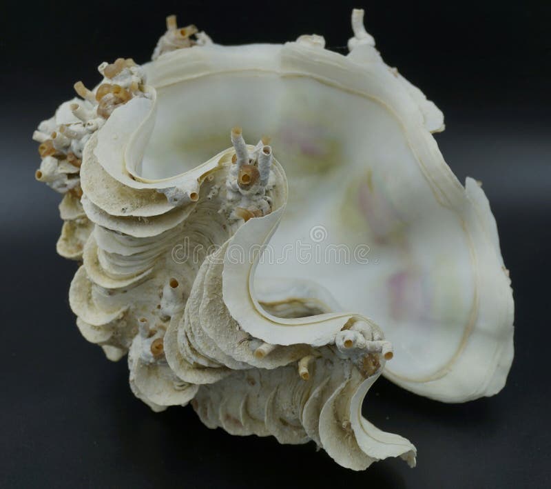 Giant Shell on the Beach in Balambangan Island, Kudat. Stock Photo ...