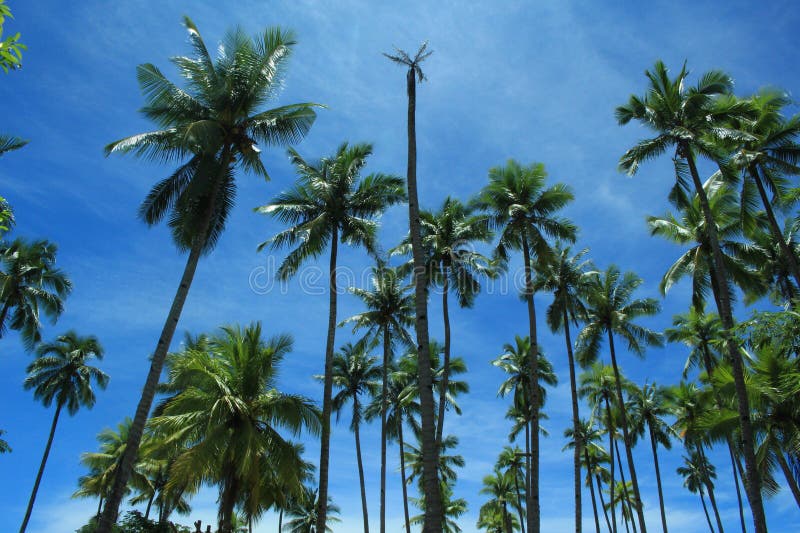 Giant Coconut Tree on the Beach. Stock Image - Image of outdoor ...