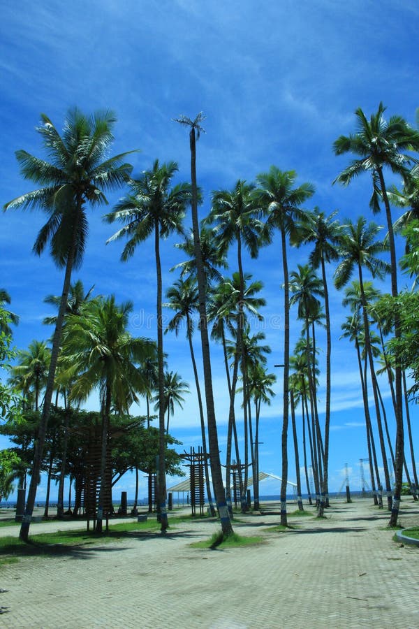 Giant Coconut Tree on the Beach. Stock Image - Image of giant ...