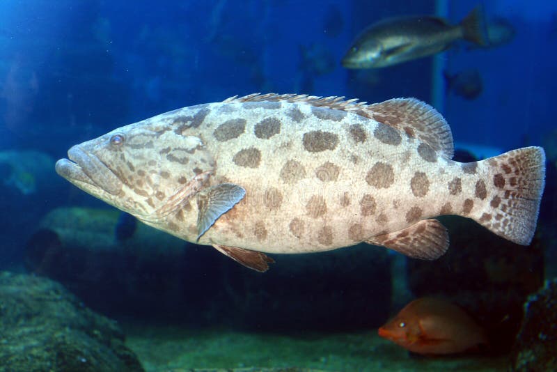 Brindle bass stock photo. Image of fish, largest, grouper - 8954050
