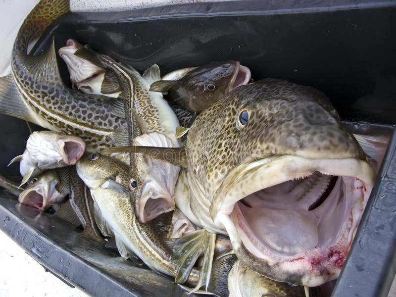 Giant cod head stock photo. Image of large, fishing, animal - 5492298