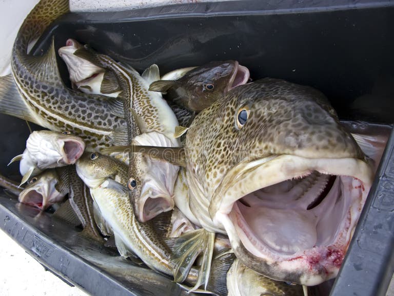 Giant cod head stock photo. Image of large, fishing, animal - 5492298