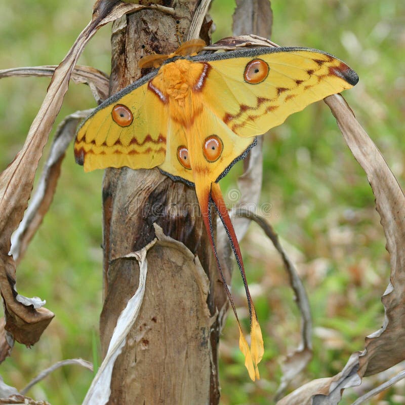 Giant Comet Moth of Madagascar Stock Image - Image of argema, insect ...