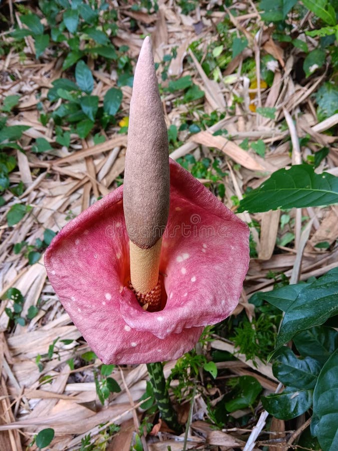 Giant corpse flower stock image. Image of leaf, garden - 296261417