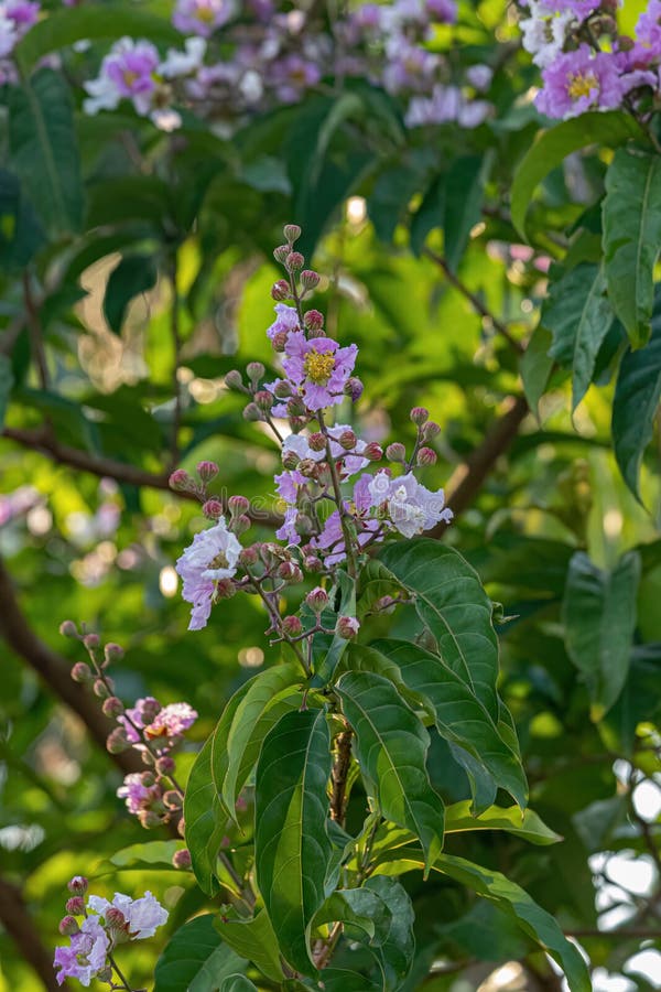 Giant Crape-Myrtle Tree stock image. Image of dicotyledon - 258938103