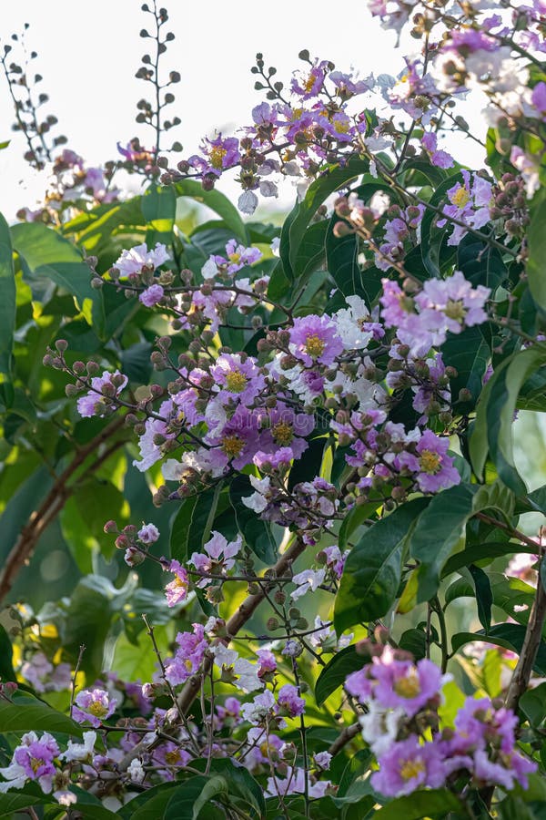 Giant Crape-Myrtle Tree stock image. Image of nature - 258938025