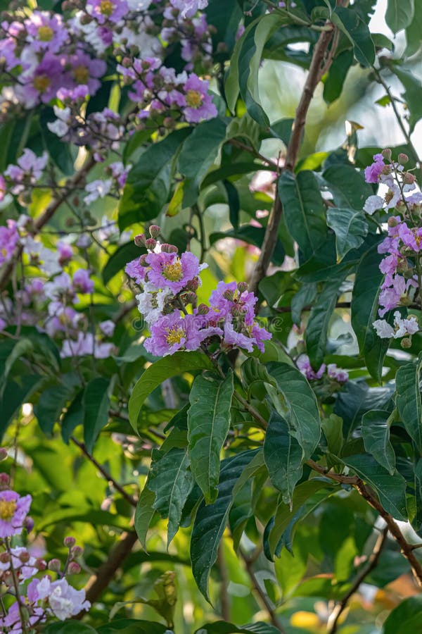 Giant Crape-Myrtle Tree stock image. Image of myrtales - 258938035