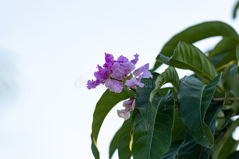 Giant Crape-Myrtle Tree stock image. Image of myrtales - 258938035
