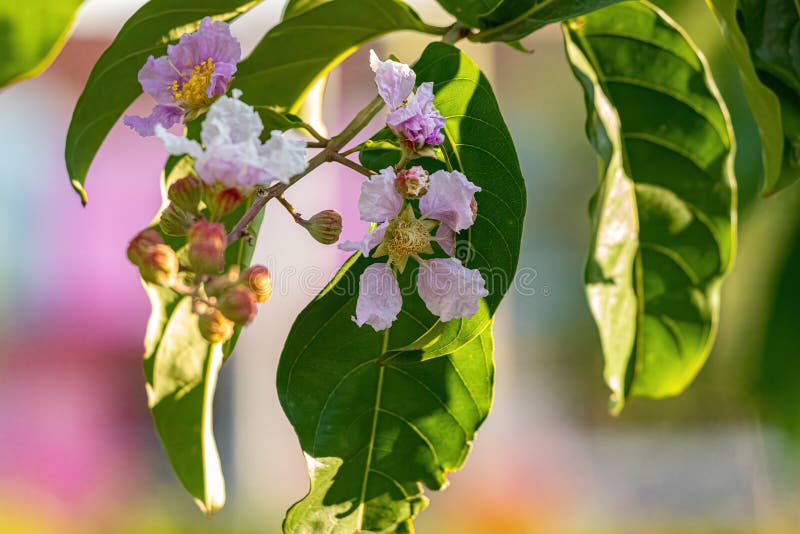 Giant Crape-Myrtle Tree stock photo. Image of fresh - 258938064