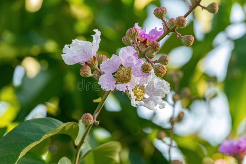 Giant Crape-Myrtle Tree stock image. Image of dicotyledon - 258938103