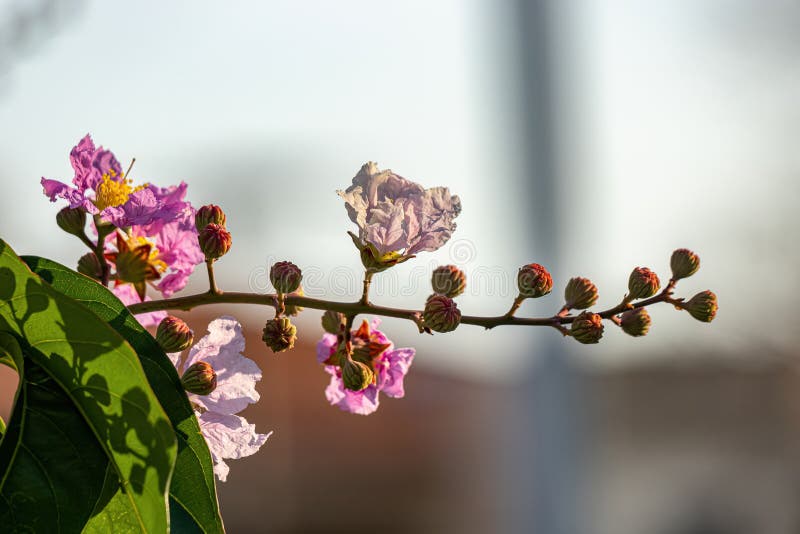 Giant Crape-Myrtle Tree stock photo. Image of fresh - 258938064