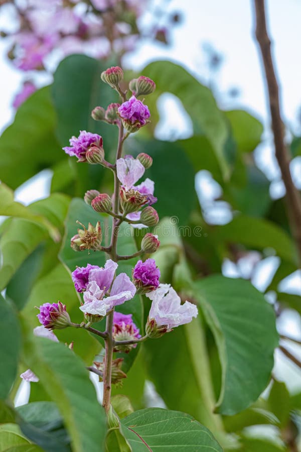 Giant Crape-Myrtle Tree stock photo. Image of angiospermae - 258938114