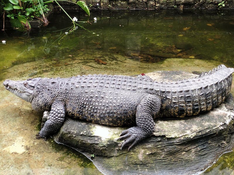 Giant Crocodile Laying Above the Rock Stock Photo - Image of rock ...