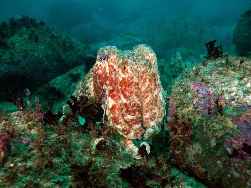 Giant Cuttlefish stock photo. Image of underwater, giant - 55135722