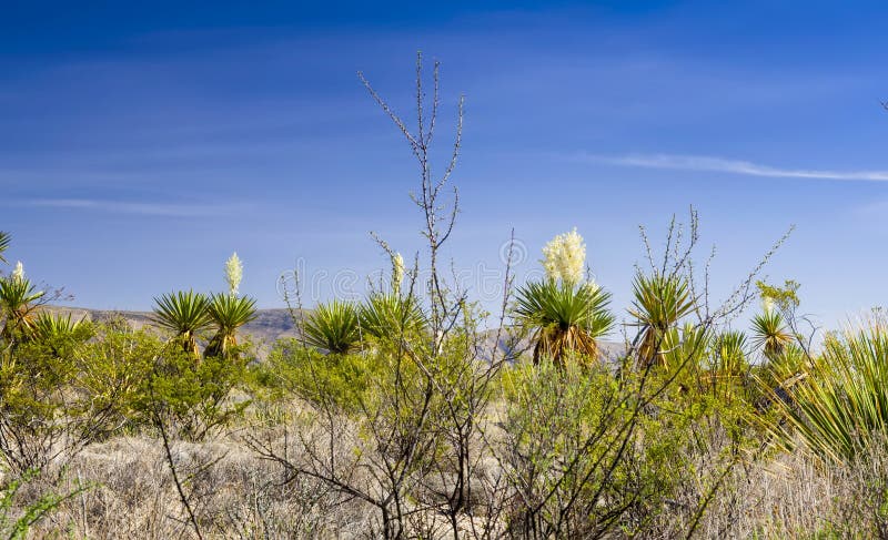 Spanish Daggers in Big Bend Stock Image - Image of desert, flowers ...