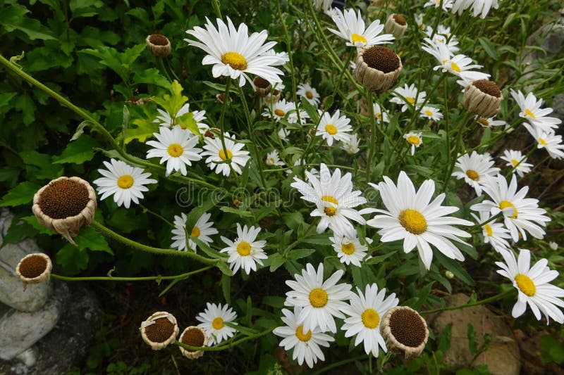 Giant Daisies in the Garden. Huge White Daisy Flower Stock Image ...