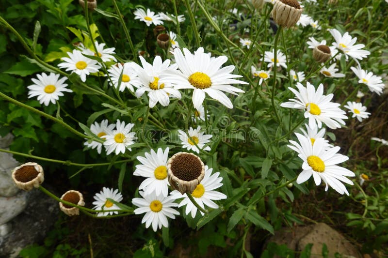 Giant Daisies in the Garden. Huge White Daisy Flower Stock Photo ...