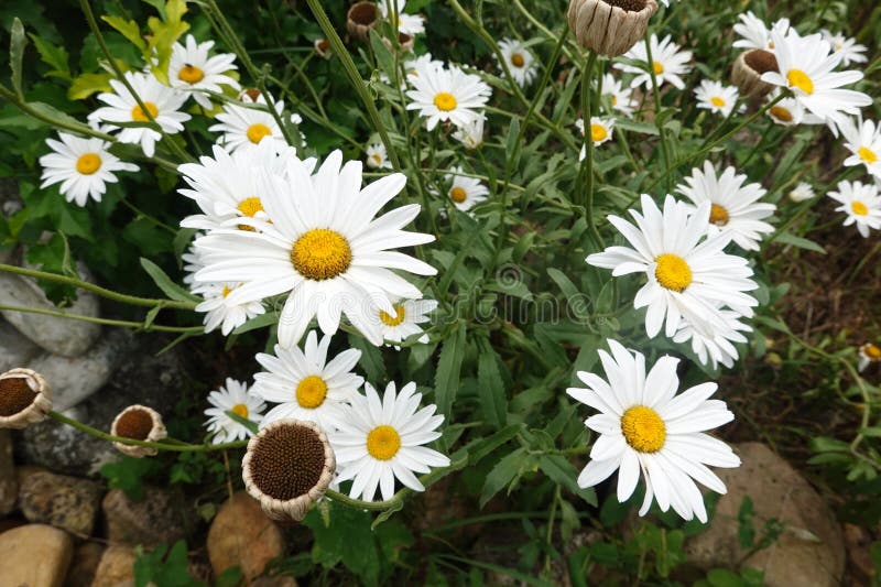Giant Daisies in the Garden. Huge White Daisy Flower Stock Photo ...